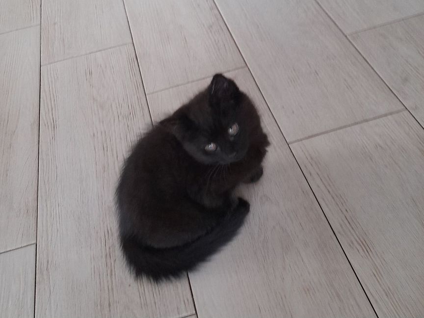 Кошка полуперсидская