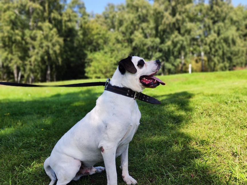 Собака в добрые руки