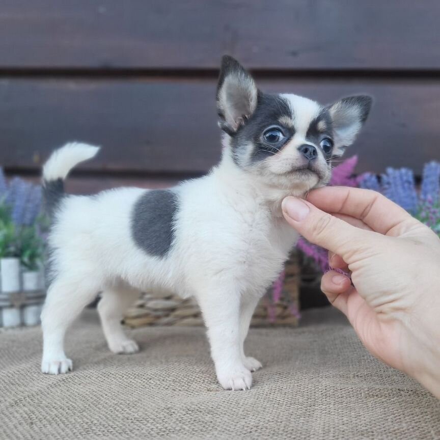 Девочка голубой триколор РКФ стандарт