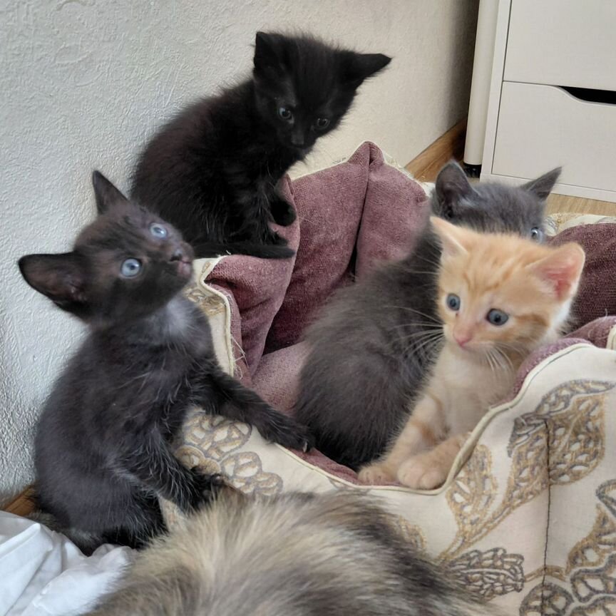 Котёнок в добрые руки