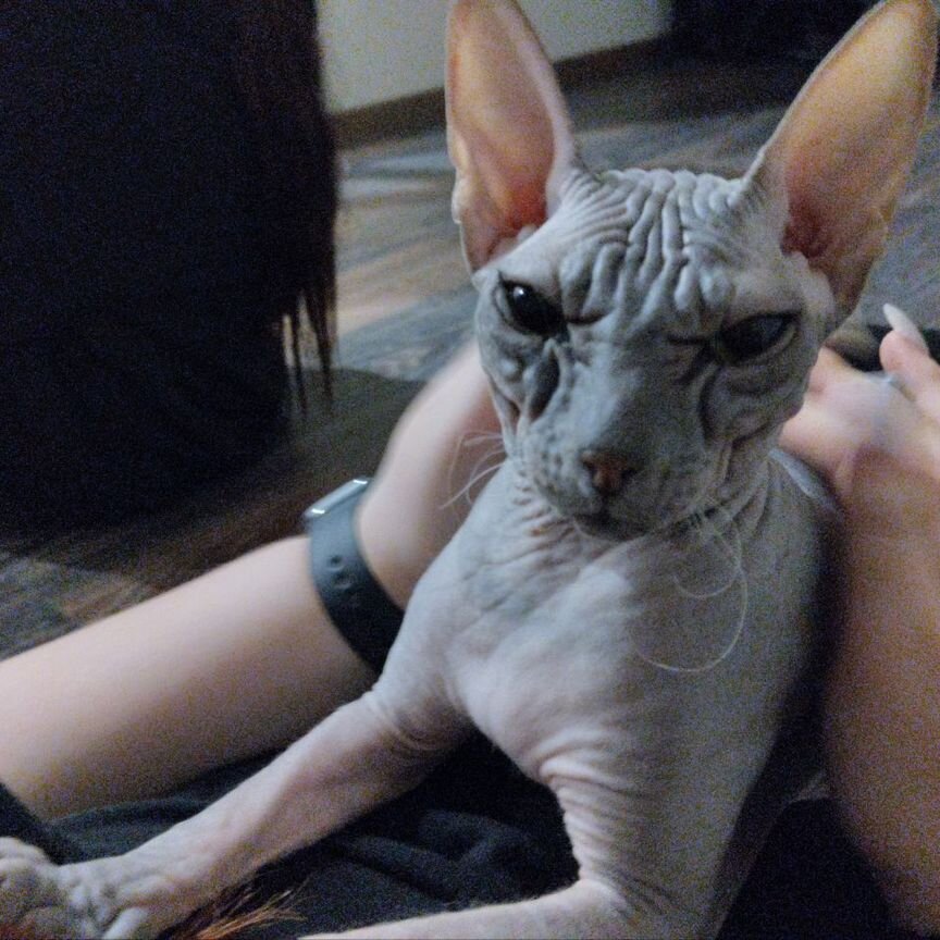 Кошечка на вязку