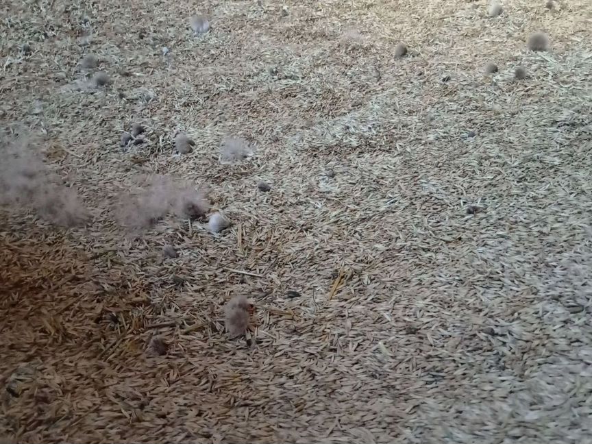 Соя, Кормовой горох корма