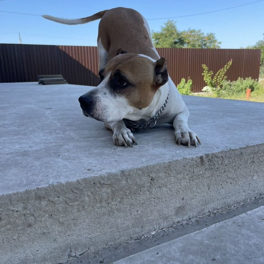 Стаффорд в добрые руки