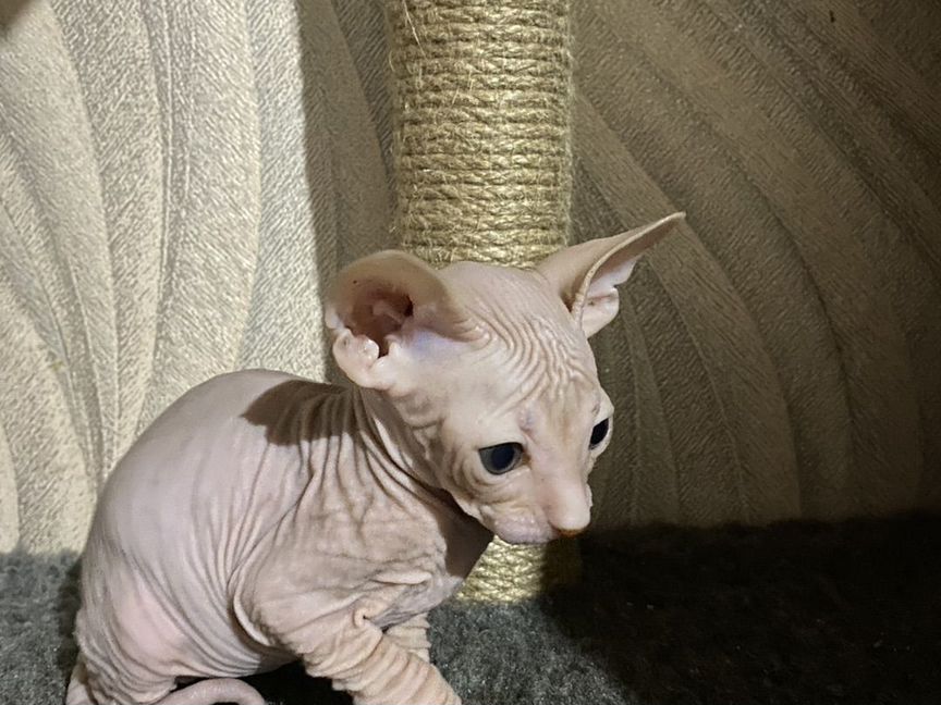 Донской сфинкс котята