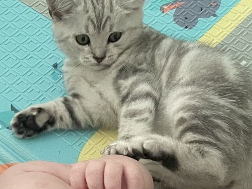Котенок