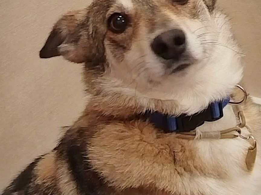 Не большая собачка в добрые руки