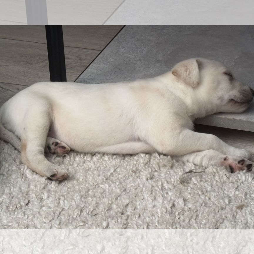 Американский стаффордширский терьер, щенок