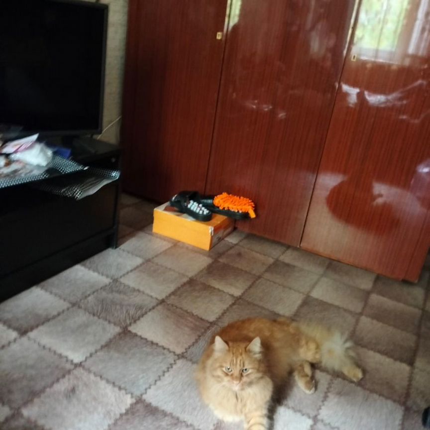 Коту Рыжику некуда идти
