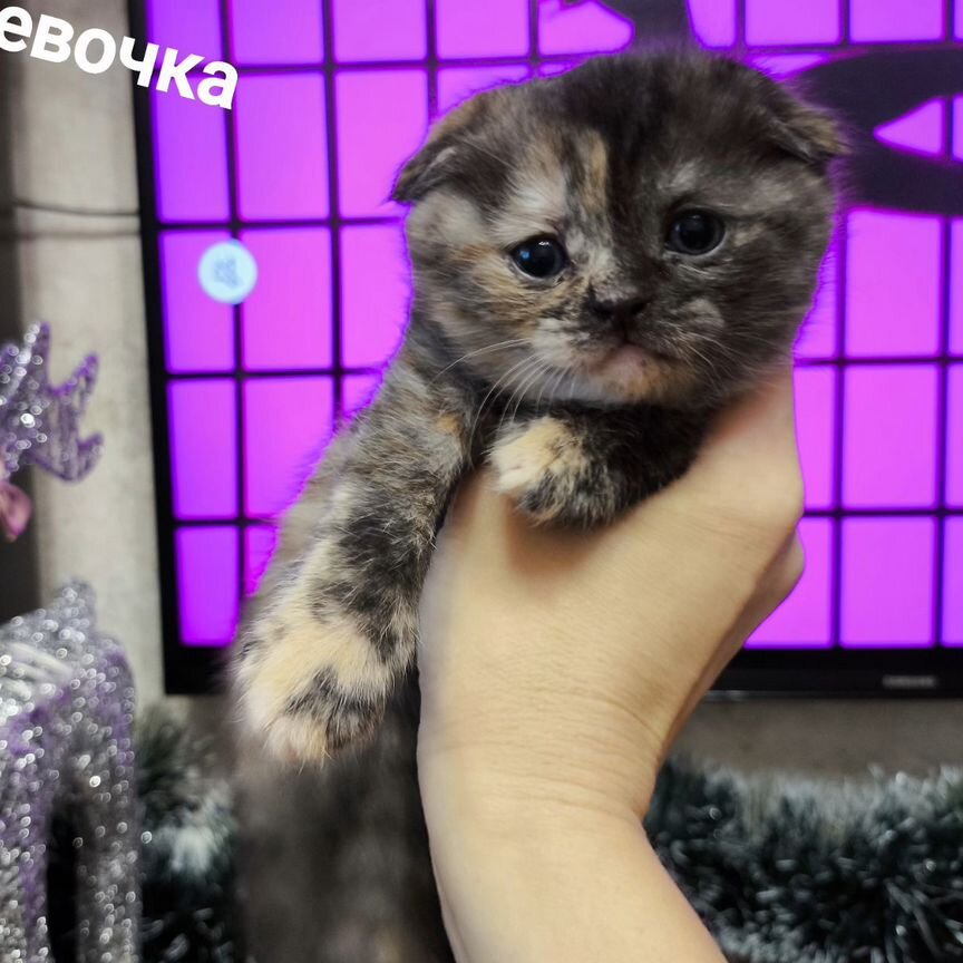 Шотландский прямоухий короткошёрстный котёнок