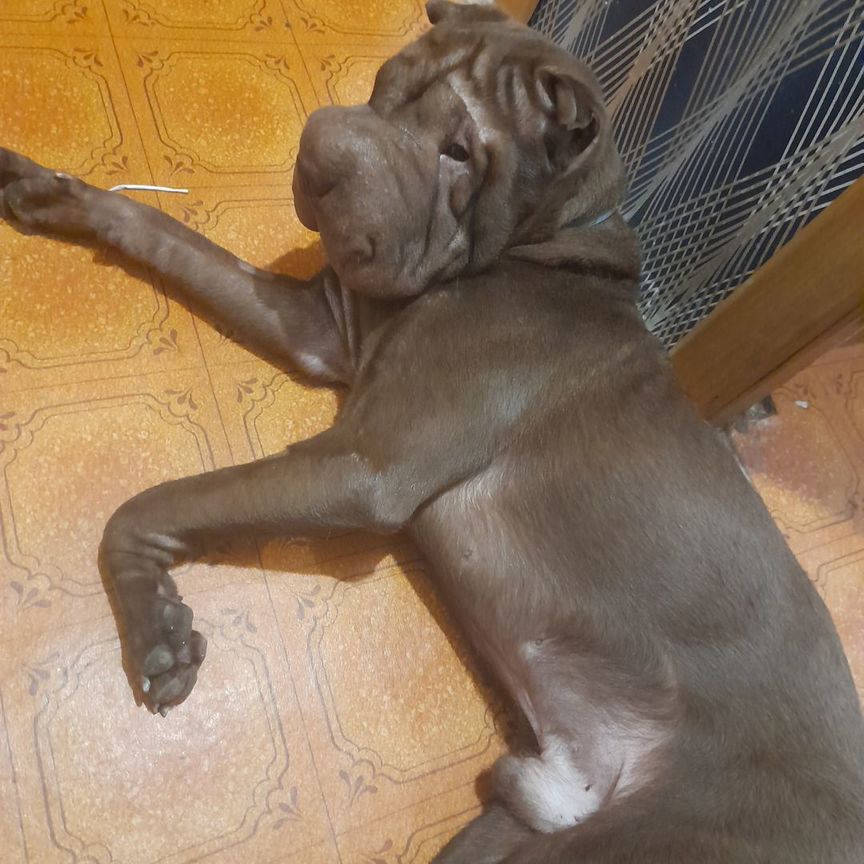 Шарпей Вязка