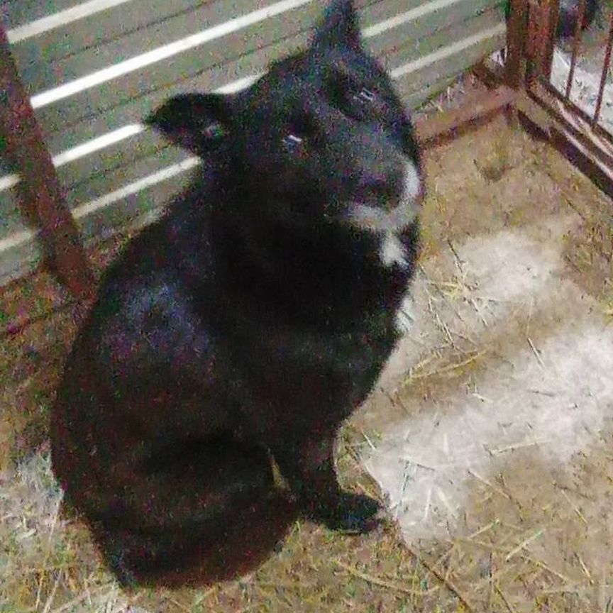 Взрослый пёс в добрые руки