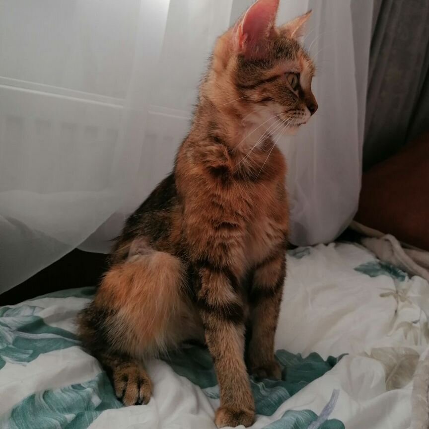 Взрослая, кошка в добрые руки