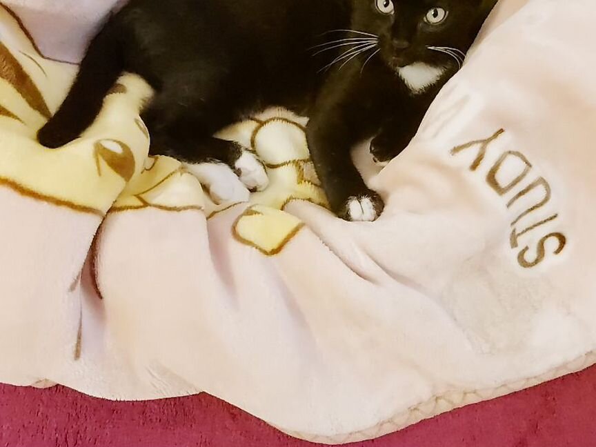 Кошка