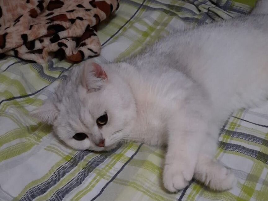 Серебристая шиншилла, 10 мес