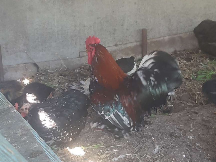 Куры и петухи порода Кохин и Беткамки Декаротивные