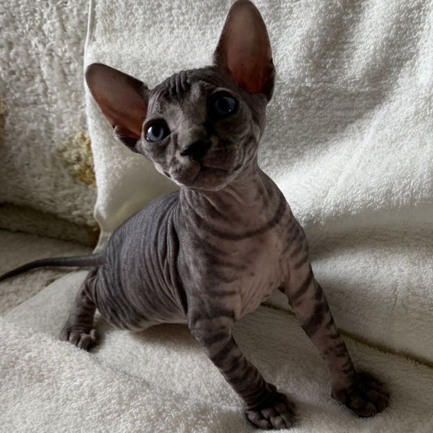 Канадский сфинкс котёнок