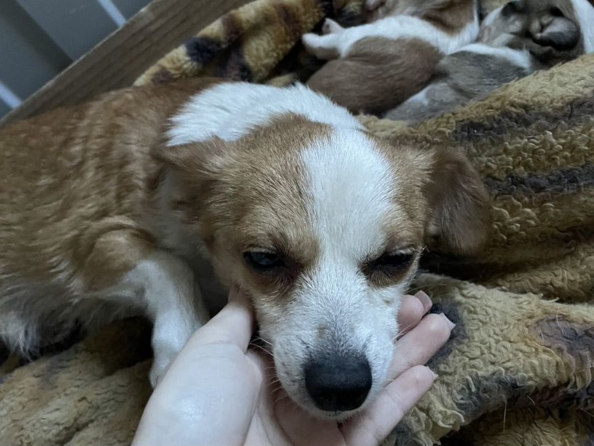 Кутята(помесь с чихуа)