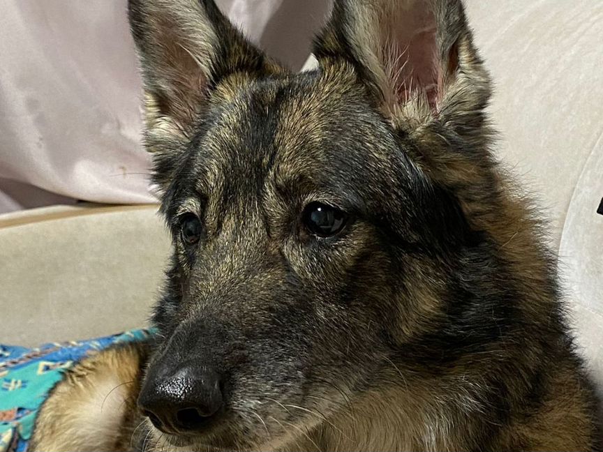 Найдена собака