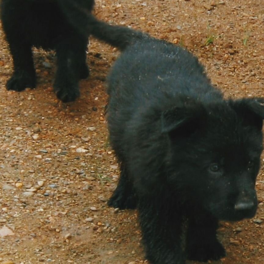 Кобель и Сука черной овчарки