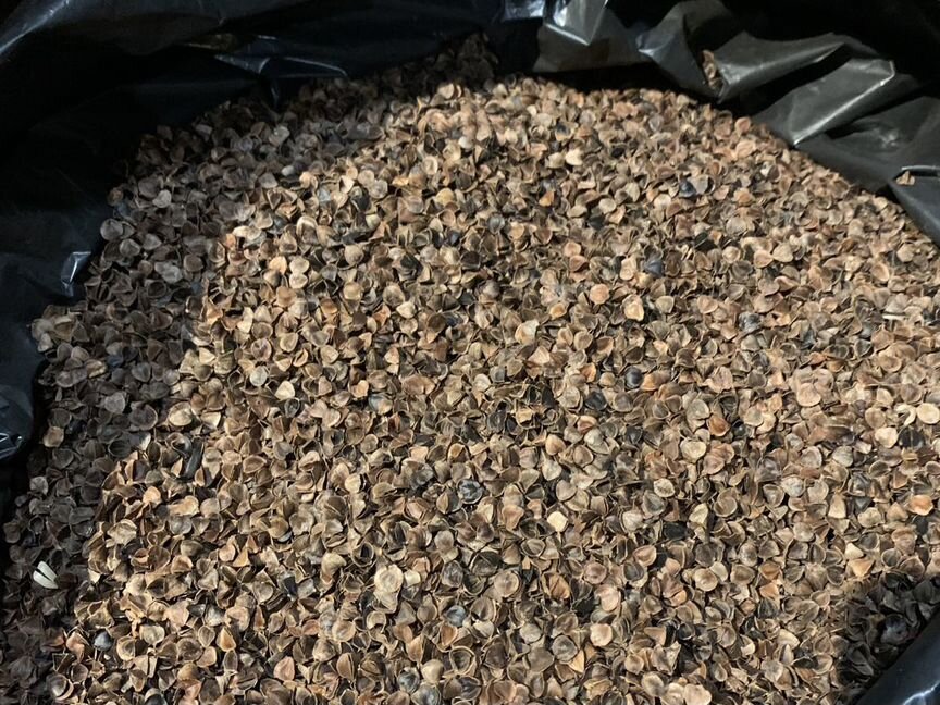 Гречишная лузга