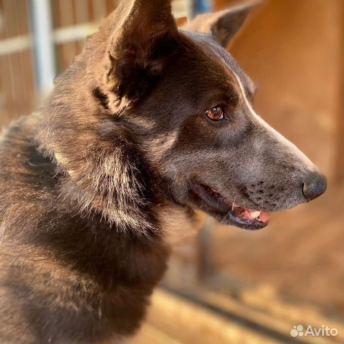 Шоколадный пёс с янтарными глазами