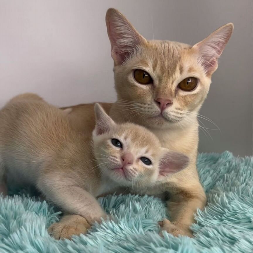 Европейская бурма