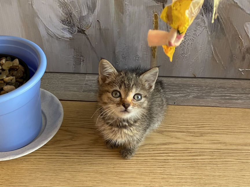Котенок девочка в добрые руки