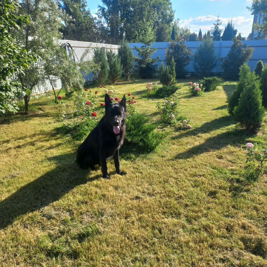 Кобель для вязки вео