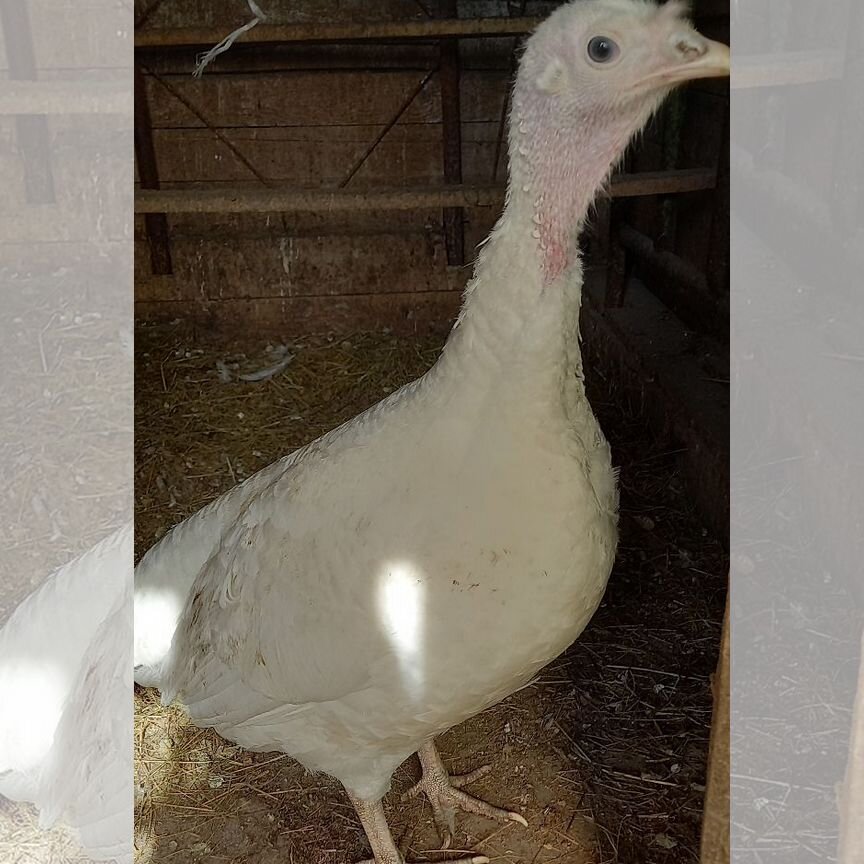 Индюк и Цисарка