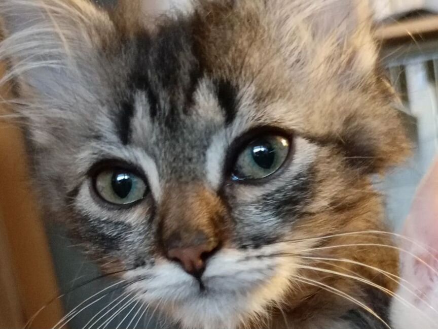 Кошка котёнок в дар, 1, 5 месяца