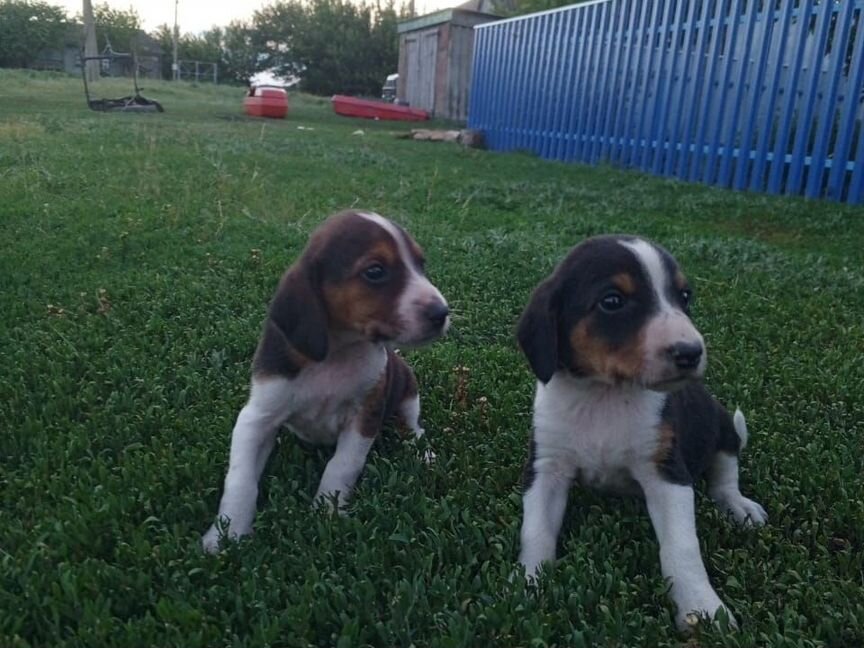 Эстонская гончая щенки