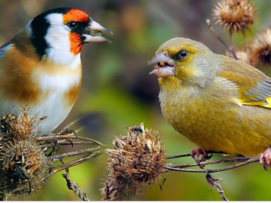 Певчие лесные птицы