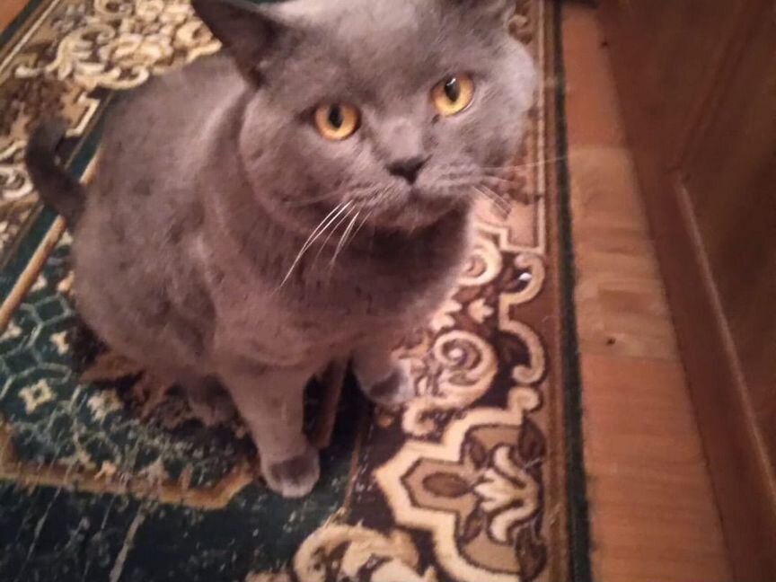 Кот британец