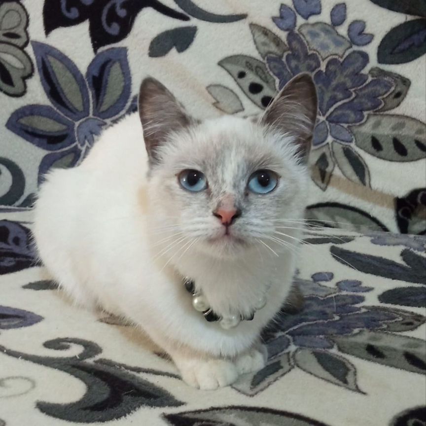 Красотка кошечка Шакира