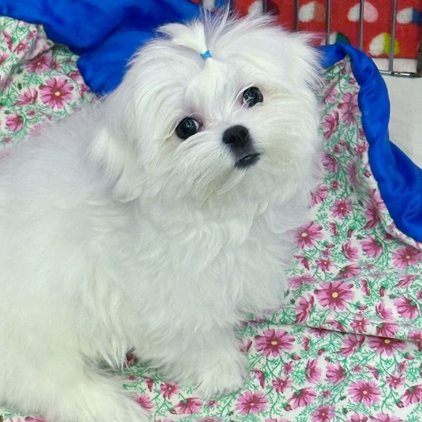 Мальтийская болонка, щенок