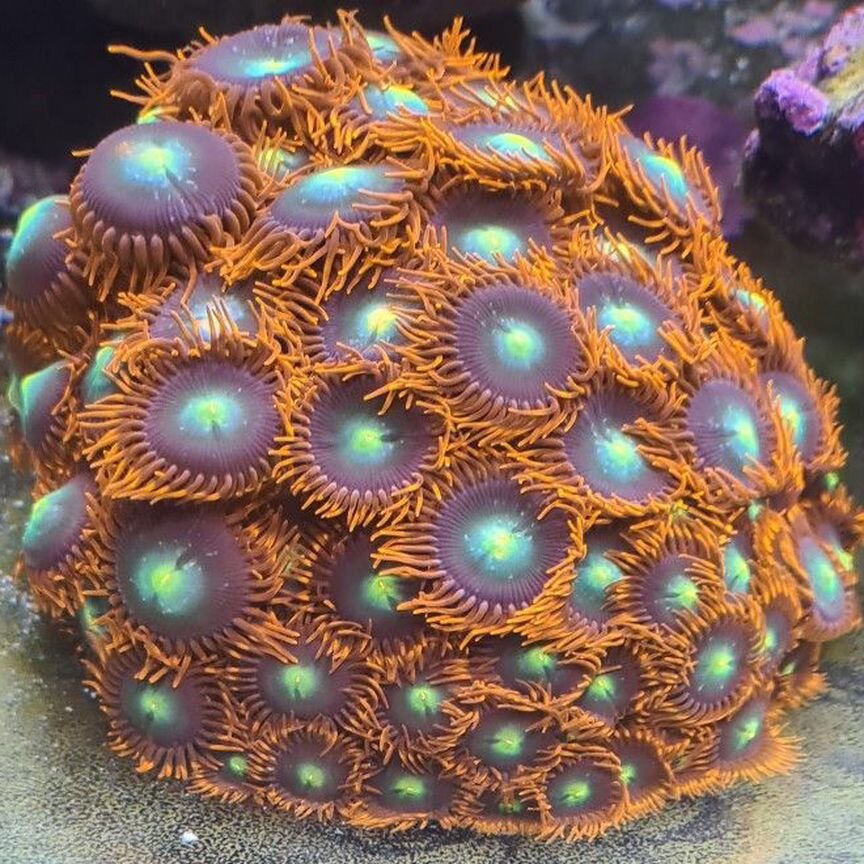 Морские кораллы