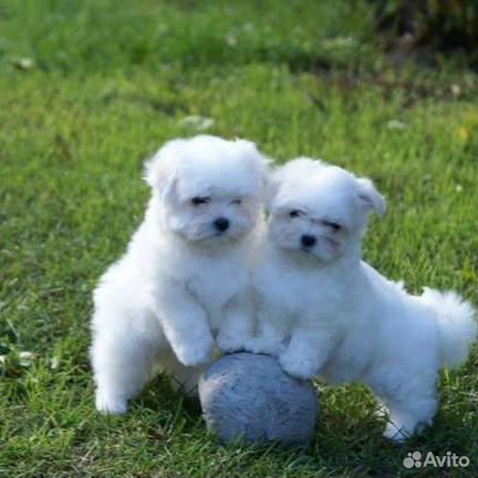 Мальтийская болонка мальтезе мальтипу щенки