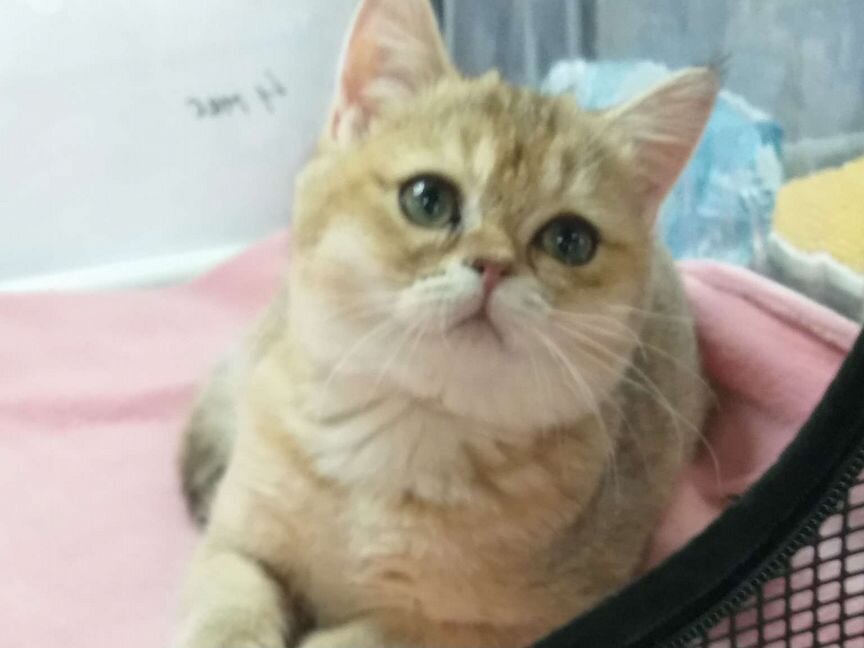 Шотландская котечка