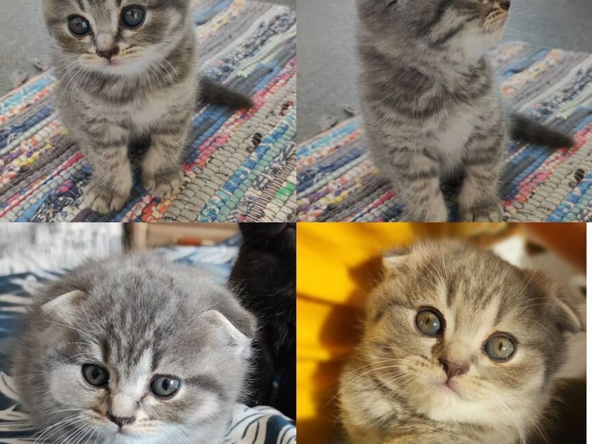 Шотладнские вислоухие котята