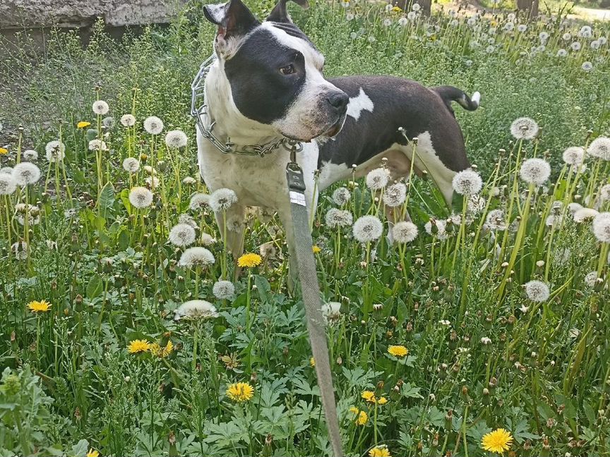 Питбуль случка