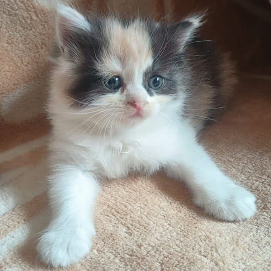 Шотландская кошечка прямоухая