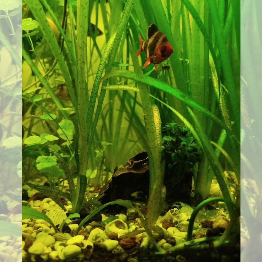 Валлиснерия гигантская