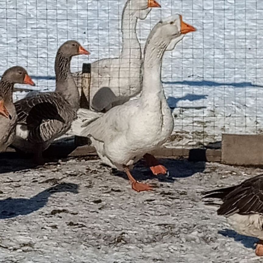 Гуси холмогоры