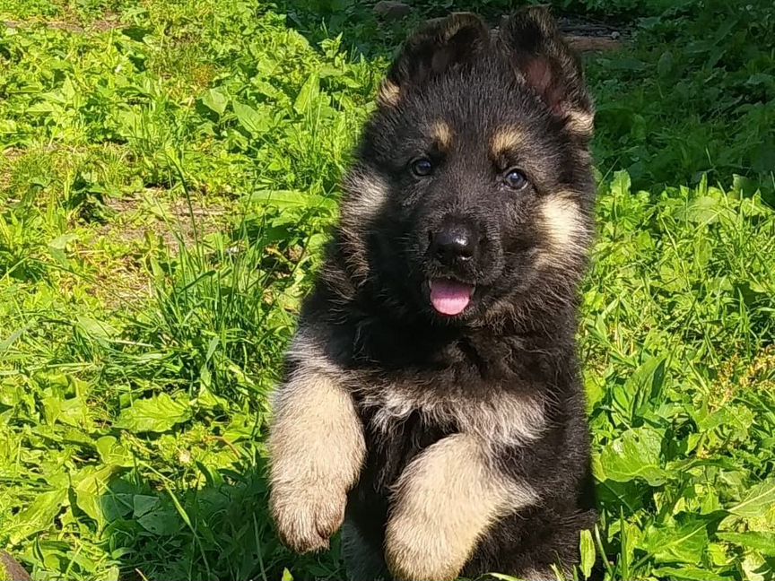 Немецкая овчарка