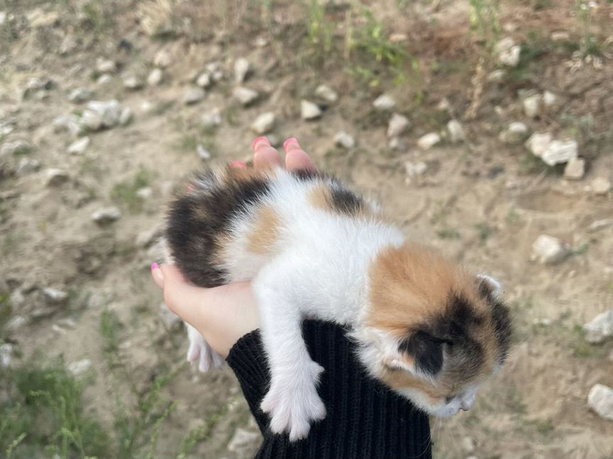 Отдам котенка в добрые руки