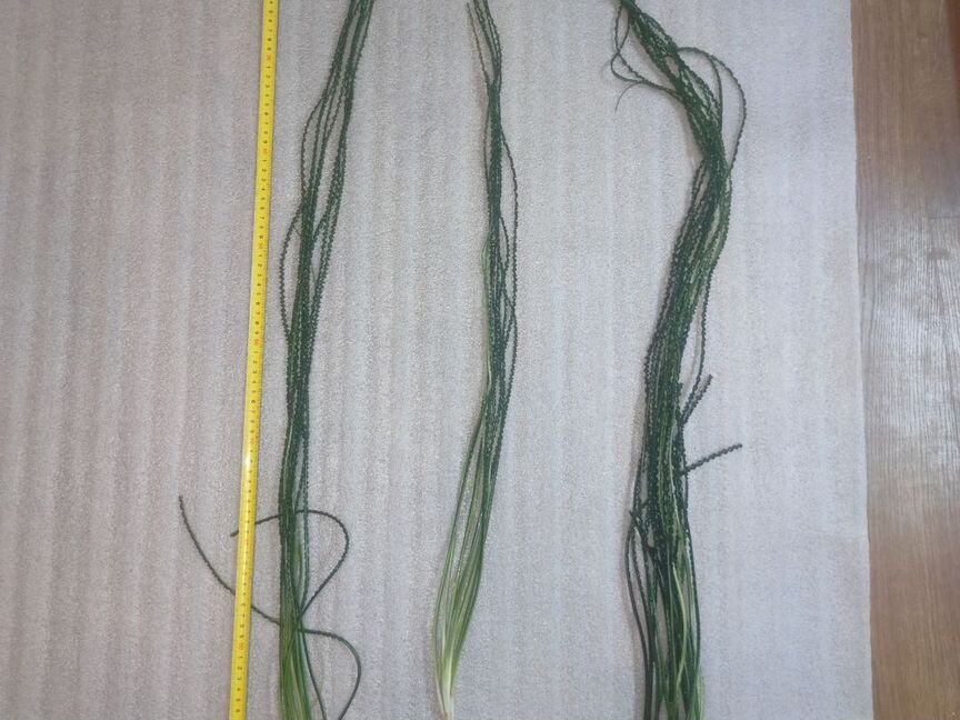 Кринум Волнистый