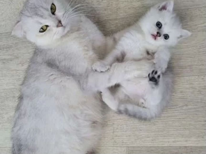 Шотландские котята