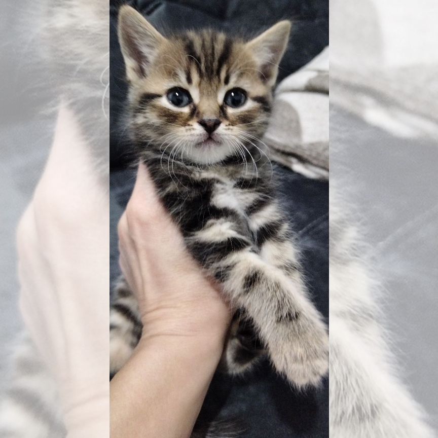 Британский короткошёрстный котёнок