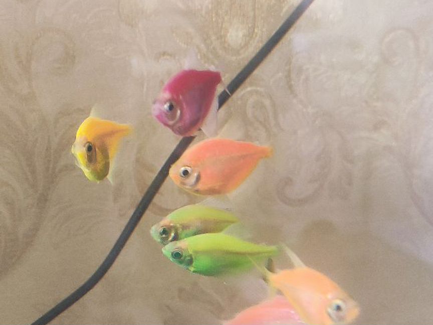 Рыбки тернеция