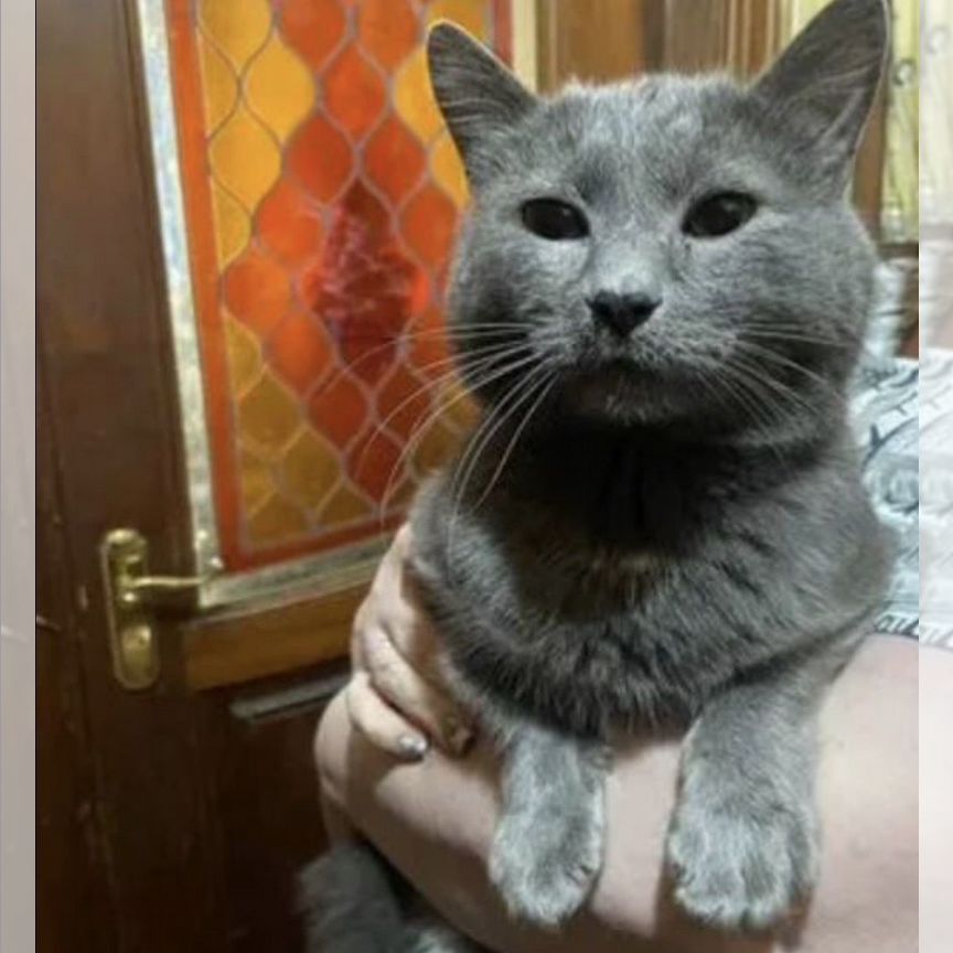 Русский голубой, взрослый кот